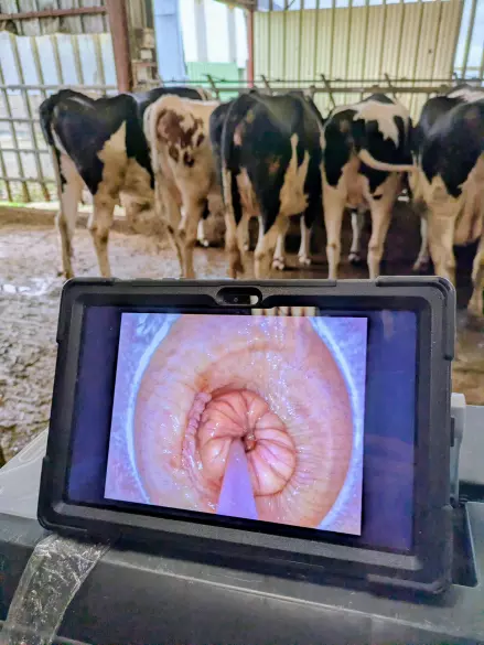 Formation CAFTI pour inséminateurs bovins